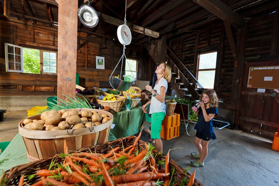 From their farm to your table: Root vegetable gratin recipe | Trust for ...